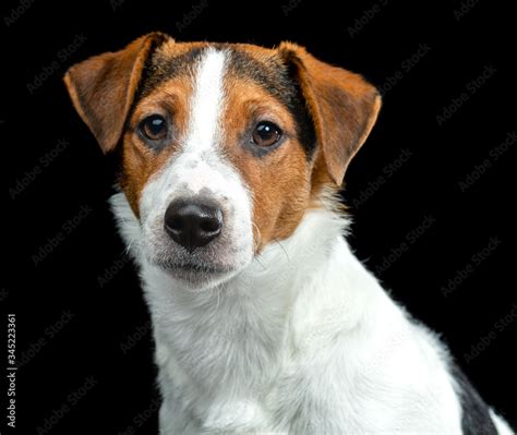 Black Jack Russell Terrier