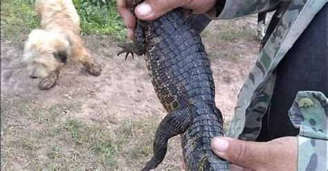 In Formosa They Found A Yacare Caiman With A Very Particular Tail What Did That Produce Him