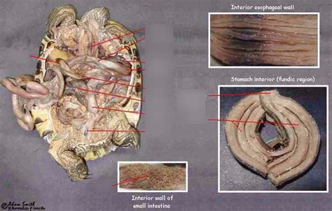 Turtle Digestive Diagram Quizlet