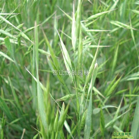 野牛草介绍 野牛草别名 野牛草产地特征 生长习性 用途价值 365园林网