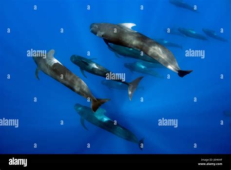 Pod Of Short Finned Pilot Whales Globicephala Macrorhynchus Stock