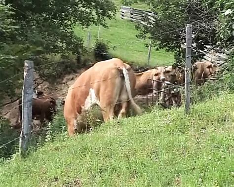 Doorboorde Duitse Blondine Vastgebonden En Geslagen Voor Hete