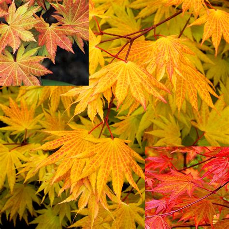 Plant Maple Full Moon Autumn Moon