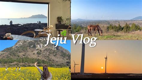 Vlog 제주도 여행 인생 숙소 추천 🫢 맛집 카페 오름 유채꽃 노을 명소 이대로만 따라가세요 🌿 Youtube