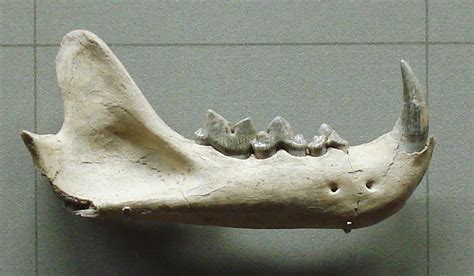 Pseudaelurus Wiki Animaux Fandom