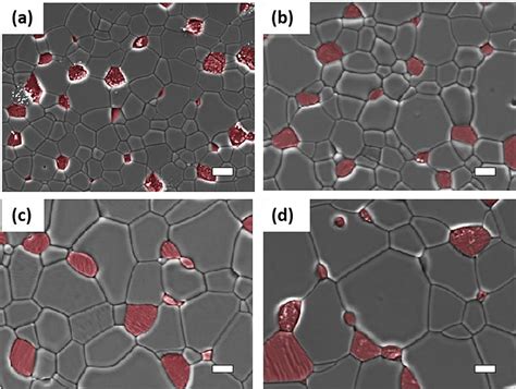 Secondary Electron Images From Scanning Electron Microscopy Of Sample
