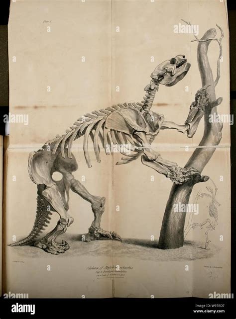 Description Of The Skeleton Of An Extinct Gigantic Sloth Mylodon