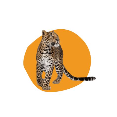 Queen Elizabeth II SVG PNG Shirt Design Karimoos Market