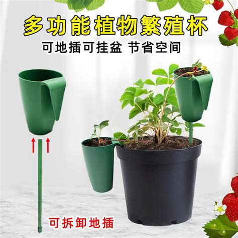 多功能 移植杯 地插式 高顏值 仿真 高級 一件式杯 育苗 生根 透氣 支撐杆 透氣 草莓 植物 通用 蝦皮購物