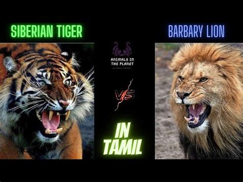 Siberian Tiger Vs Barbary Lion Who Would Win Youtube