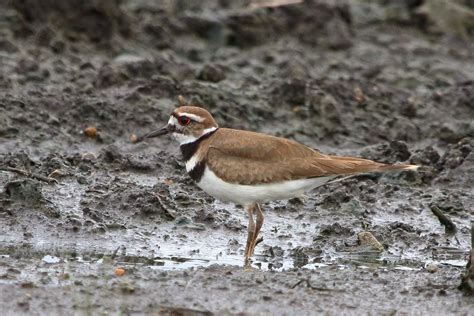 Bird Of The Month Killdeer — Champaign County Audubon Society