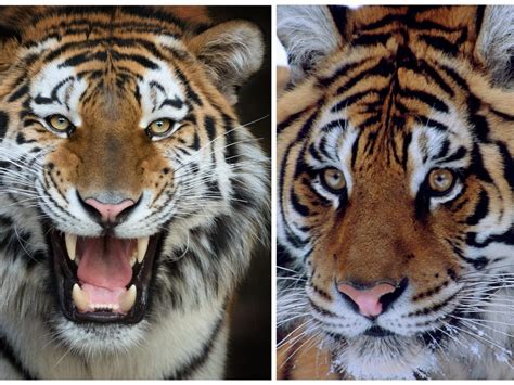 Bengal Tiger Vs Siberian Tiger Bengali White Tiger Cubs Get Siberian