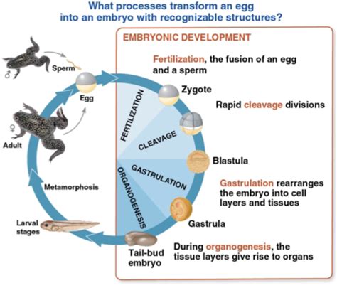 Bil 150 Development And Cancer Flashcards Quizlet
