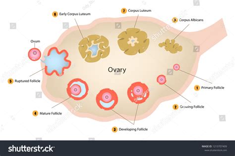 Ovulation Diagram 2201 รายการ ภาพประกอบสต็อก ภาพและเวกเตอร์ Shutterstock