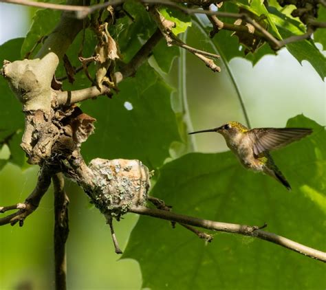 Ruby Throated Hummingbird Nest The Next Chapter Eliza Howell Nature Walk