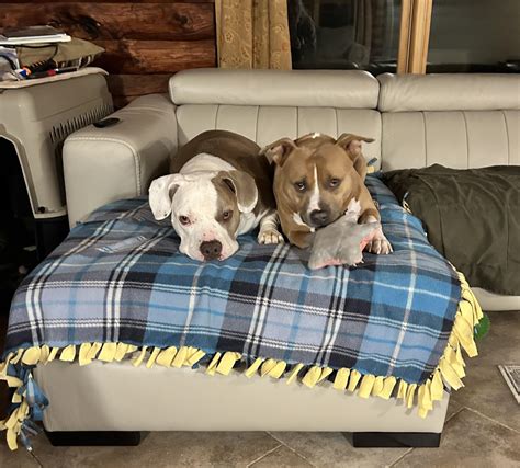 The Pibbles Rpitbulls