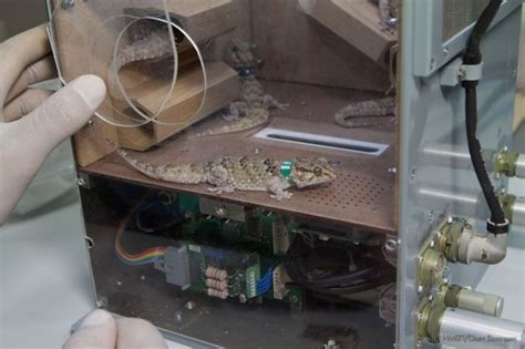 All Systems “go” As Control Restored To Beleaguered Sex Gecko Satellite Ars Technica All Systems “go” As Control Restored To Beleaguered Sex Gecko Satellite Ars Technica