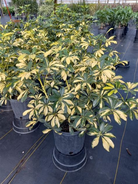 08 Schefflera Arboricola Trinete Schefflera East Coast Tropicals
