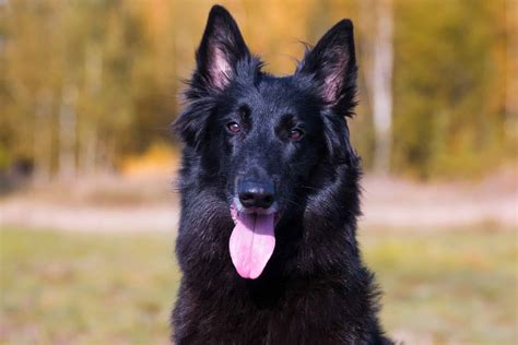 Belgian Sheepdog Dog Breed Complete Guide A Z Animals