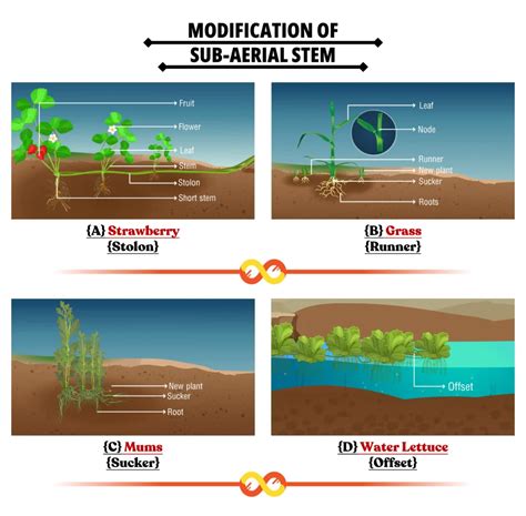 Stem Modifications A Spectrum Of Adaptations With Detailed Exploration
