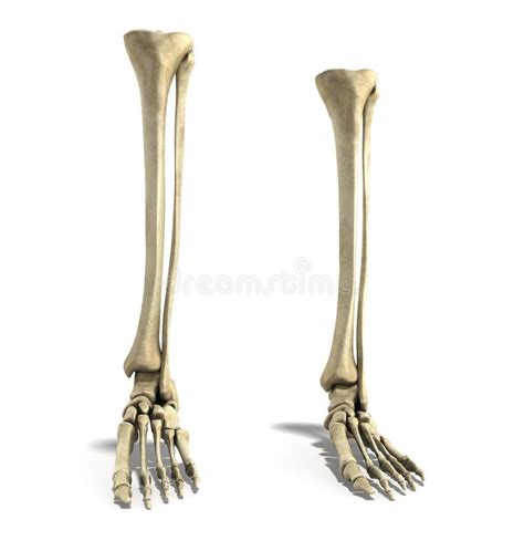 Medical Accurate 3d Rendering Illustration Of The Foot Bones Stock