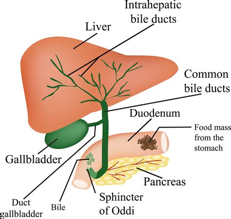 Gallbladder Health Anoushka Davy