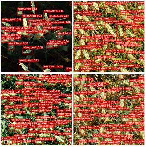 Comparing Kerascv Yolov Models On The Global Wheat Data