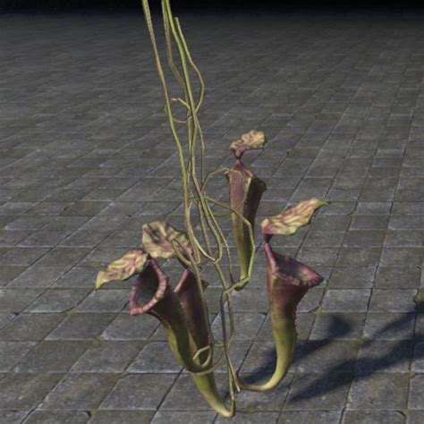 File On Furnishing Plants Hanging Pitcher Cluster  The Unofficial Elder Scrolls Pages Uesp