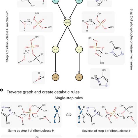 The Process Followed To Generate The Rules Of Enzyme Catalysis As