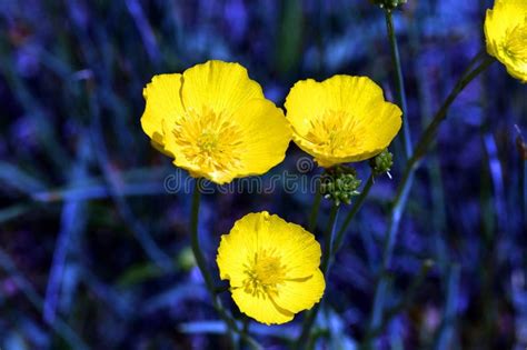 Grass Leaved Buttercup Ranunculus Gramineus Yellow Flowering Plants