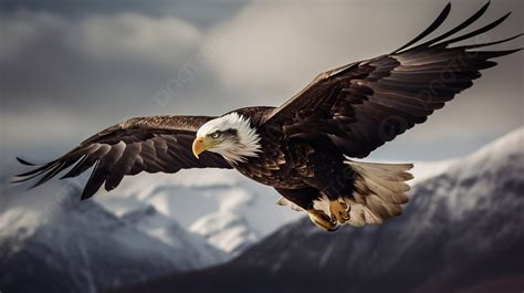 Bald Eagle Flying Wallpaper Hd