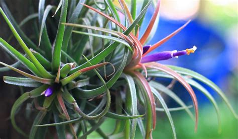 Tillandsia Air Plant Care 17 Of The Best Tillandsia Varieties For