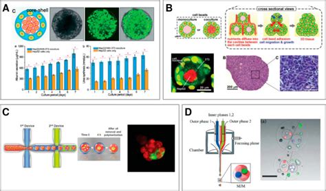 Microfluidic Formulation Of Topological Hydrogels For Microtissue