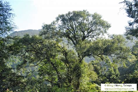 Fagaceae Of Taiwan
