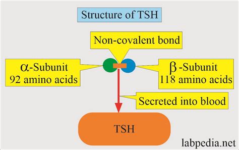 Thyroid Part 2 Thyroid Stimulating Hormone Tsh Thyrotropin