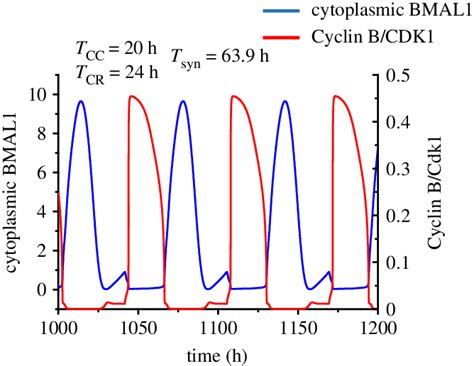synchronization at very long periods when bidirectional coupling of download scientific