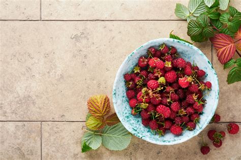 라즈베리 오래 된 콘크리트 타일 배경 배경에 나뭇잎이 있는 잘 익은 나무 딸기의 가지 광고 발표 수확 또는 엽서 개념 텍스트를 위한 장소입니다 평면도 라즈베리에 대한 스톡