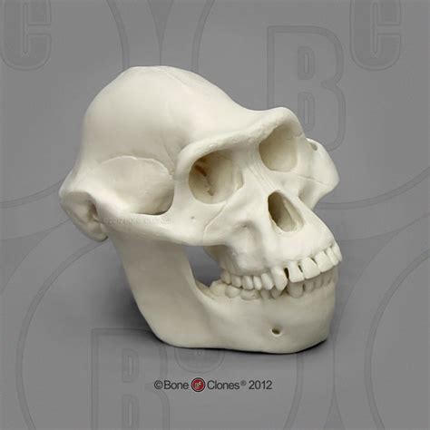 Australopithecus Afarensis Skull Diagram