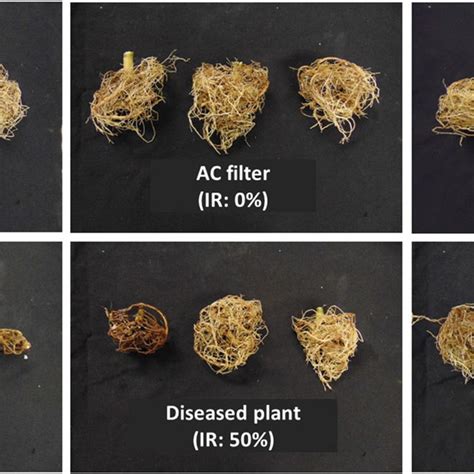 Ratings Of Root Rot Severity And Horticultural Quality Of Poinsettia Download Scientific