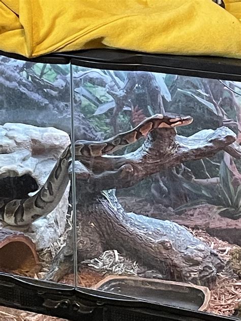 Ball Python And Equipment For Adoption Roshawa