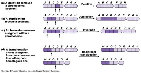 Structural Alterations In Chromosomes