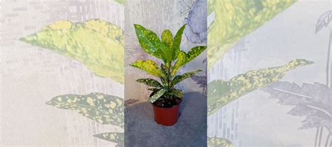 Кротон Голд сан купить в Смоленске Товары для дома и дачи Авито