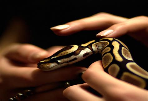 Can I Handle My Ball Python Everyday