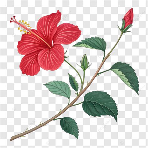 China Se Levantó En Una Rama Delgada Pétalos Rojos De Hojas Verdes Brillantes Png Dibujos Rosa