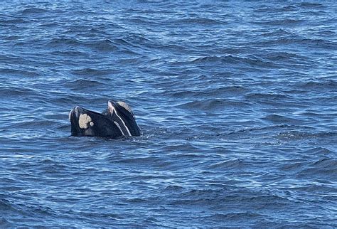 Southern Right Whale Whalespotter