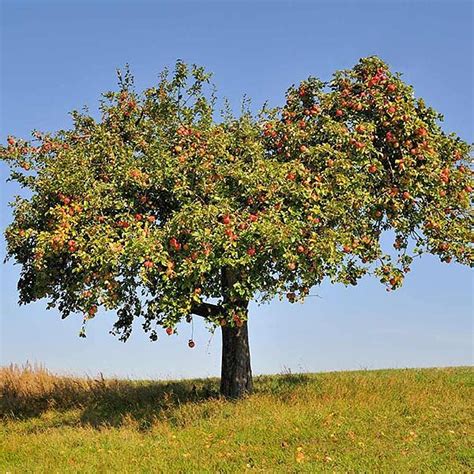 Large Trees And Plants For Sale