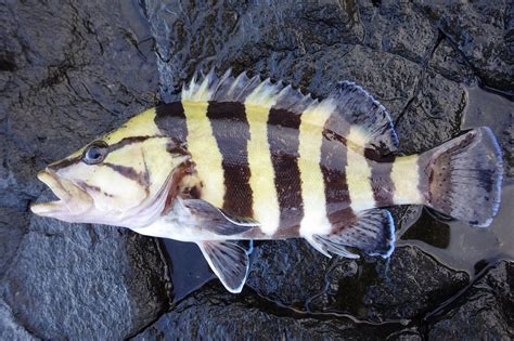 Serranidae