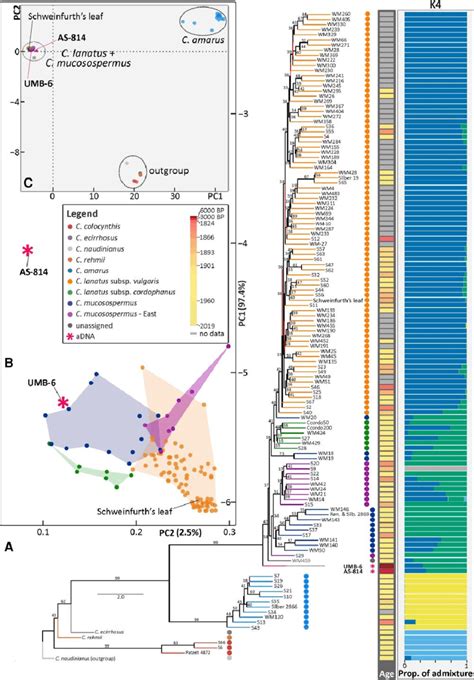 Phylogeny And Principal Component Analyses Pcas Of 123 Citrullus