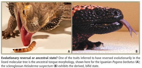 Morphology And Molecules Give Fundamentally Conflicting Results For