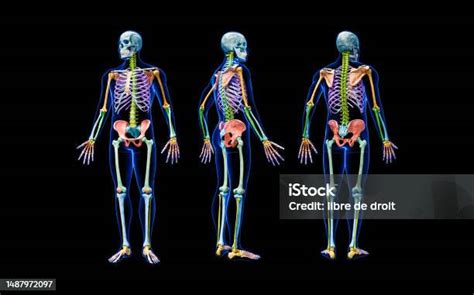 남성의 몸 3d 렌더링 그림이 검은색으로 분리된 완전한 인간 골격의 앞면 뒷면 및 프로필 보기 각 뼈 또는 뼈 그룹이 색상으로 표시된 해부학 또는 의료 다이어그램 3차원